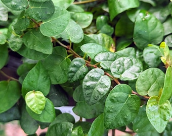 Ficus Pumila Minima Variegated cutting - Etsy