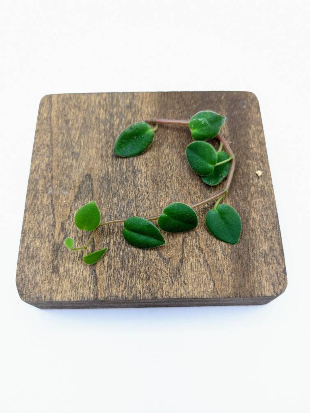 Peperomia Perciliata Syn. Fagerlindii [cutting] - Etsy