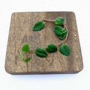 Peperomia Perciliata Syn. Fagerlindii cutting - Etsy