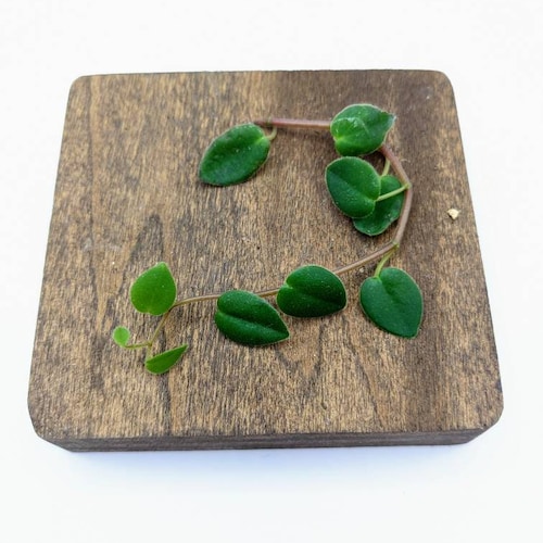 Peperomia Perciliata Syn. Fagerlindii cutting - Etsy