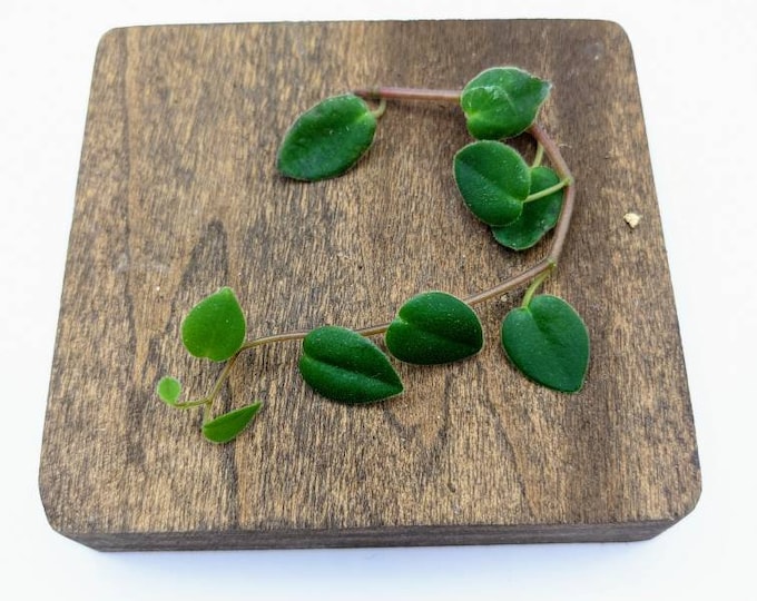 Peperomia Perciliata Syn. Fagerlindii [cutting] - Etsy