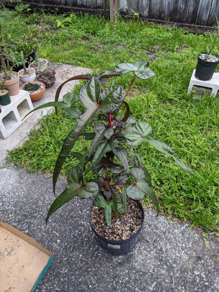 Abelmoschus Manihot Sp. Papua Cenderawasih exact - Etsy