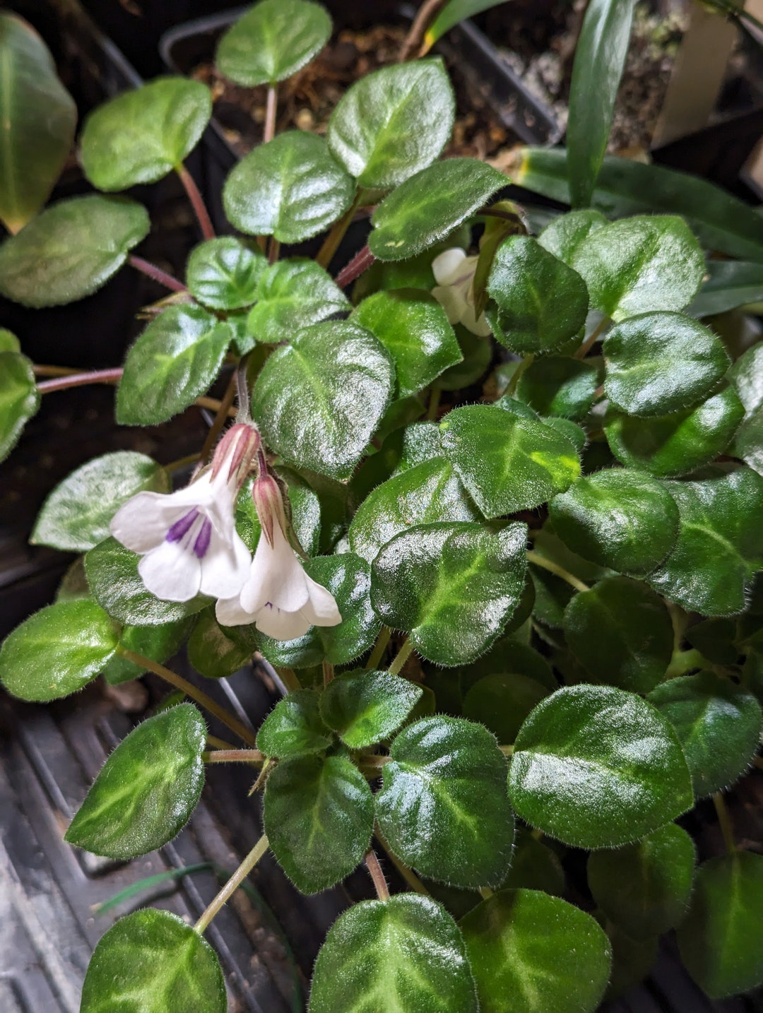 SINGLE LEAF Deinostigma Tamiana (formerly Chirita Tamiana) [cutting] - Etsy