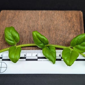 Columnea Colombiana [cutting] - Etsy