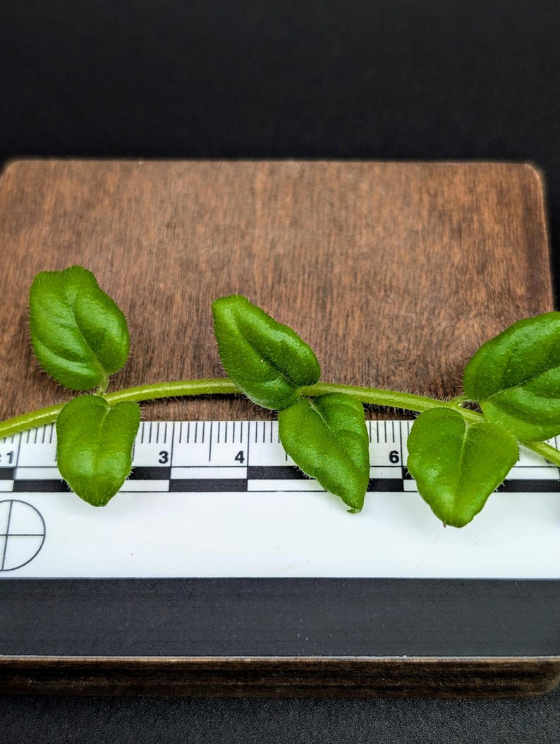 Columnea Colombiana [cutting] - Etsy