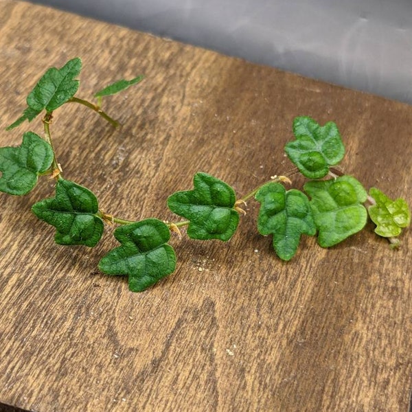 String of Frogs - Etsy