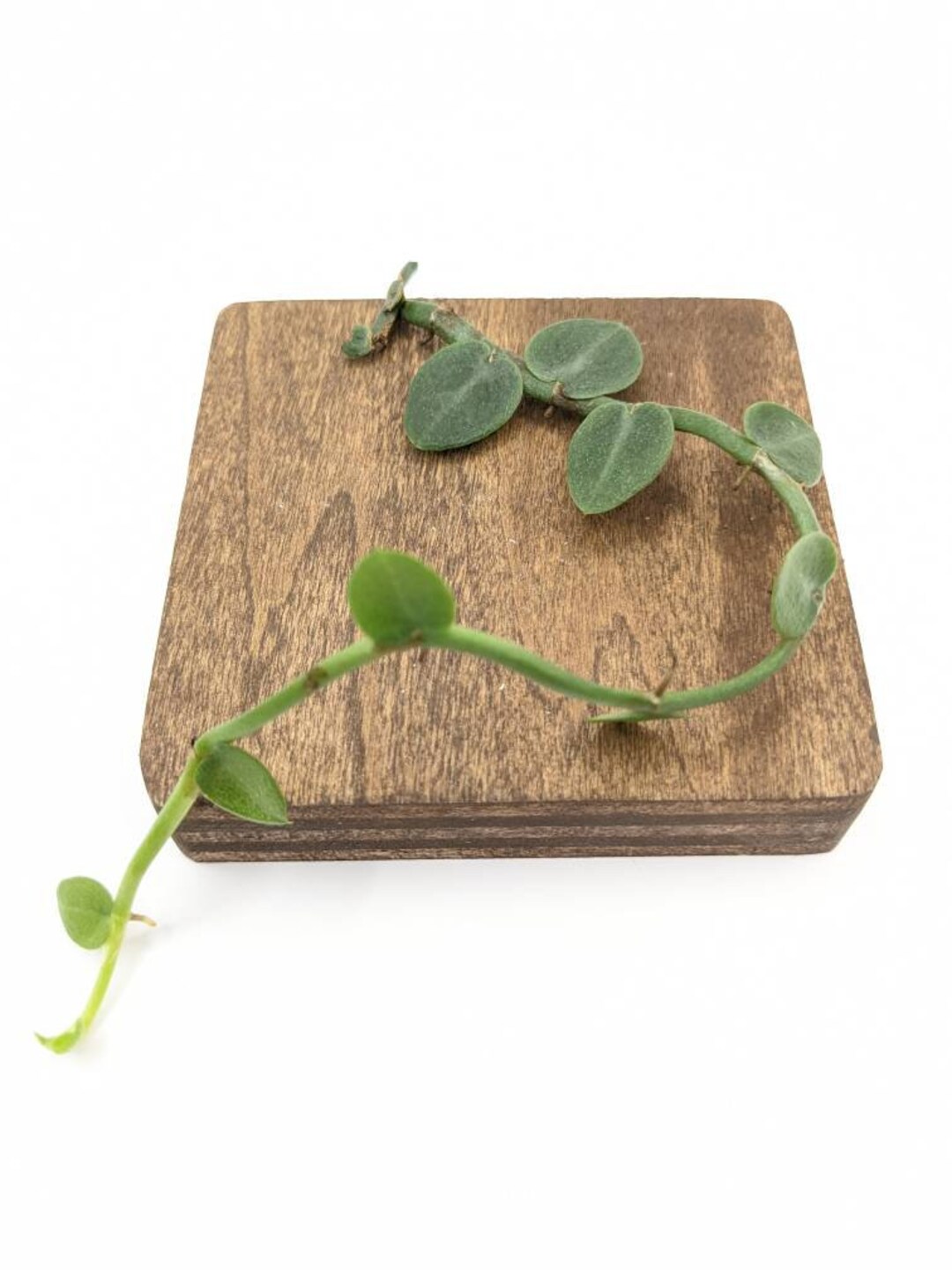 Rhaphidophora Pachyphylla cutting - Etsy