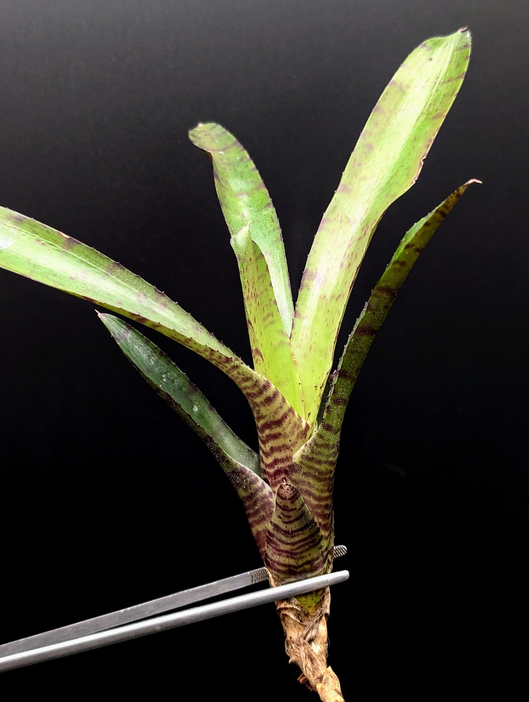Neoregelia Cv. Tiger Cub [unrooted Offset] - Etsy