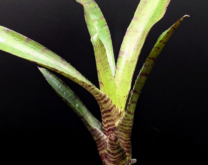 Neoregelia Cv. Tiger Cub [unrooted Offset] - Etsy