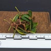 Peperomia Perciliata Syn. Fagerlindii [cutting] - Etsy