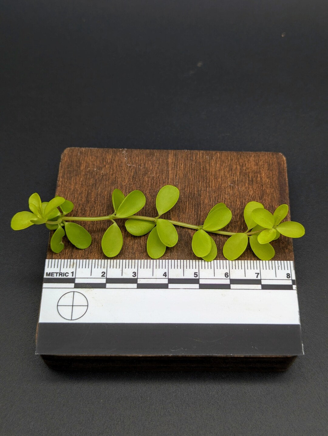 Peperomia Hoffmannii Aurea [cutting] - Etsy