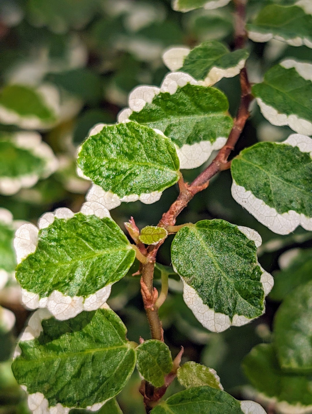 Ficus Pumila Minima Variegated [cutting] - Etsy