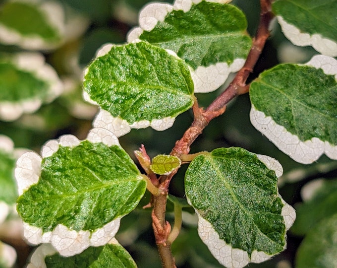 Ficus Pumila Minima Variegated [cutting] - Etsy