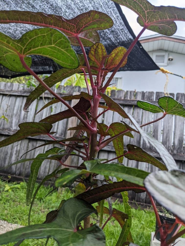 Abelmoschus Manihot Sp. Papua Cenderawasih exact - Etsy
