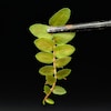 Peperomia Perciliata Syn. Fagerlindii [cutting] - Etsy