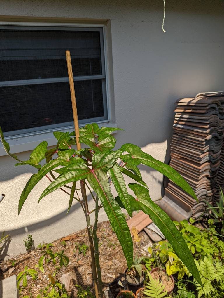 Abelmoschus Manihot Sp. Papua Cenderawasih exact - Etsy