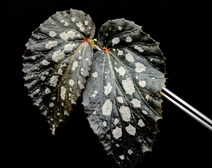 Begonia Sp Mantuk Dark Clone [cutting] - Etsy
