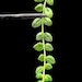 Columnea Gloriosa [cutting] - Etsy