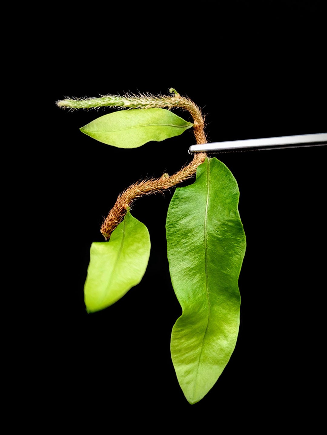 Microgramma Nitida [cutting] - Etsy