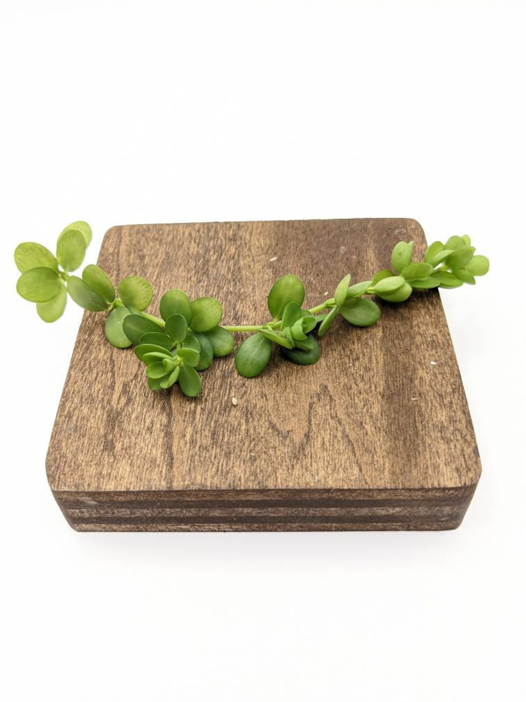 Peperomia Hoffmannii cutting - Etsy