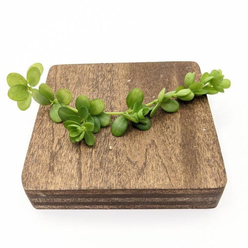 Peperomia Perciliata Syn. Fagerlindii cutting - Etsy