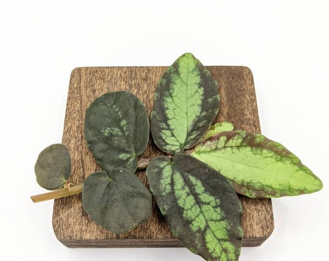 Procris syn: Pellionia Repens cutting - Etsy