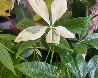 Variegated Money Tree - Etsy