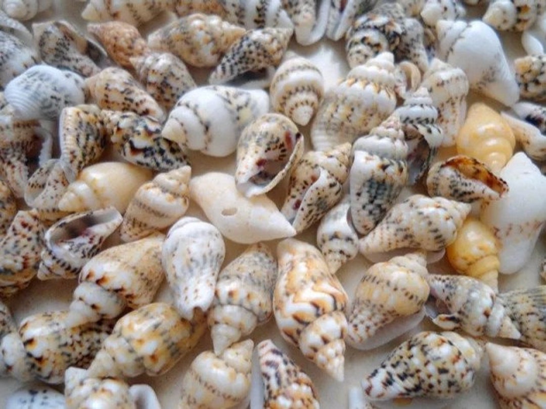 Shells Seashells Tiny Shells Seashells Small Shells Mini - Etsy