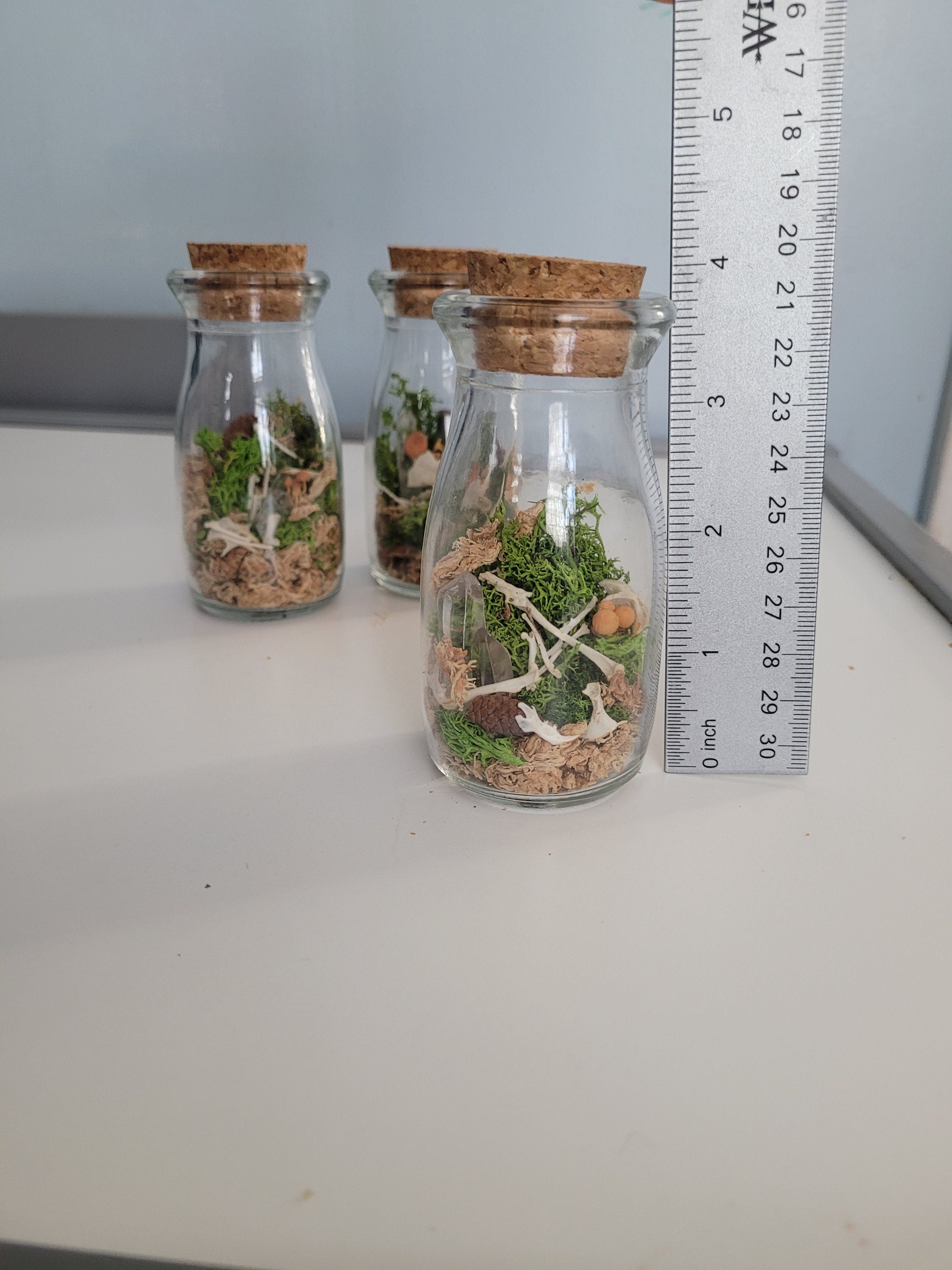 Real Bone & Skull Terrarium Oddities Jar Rodent Bone Moss Crystal ...