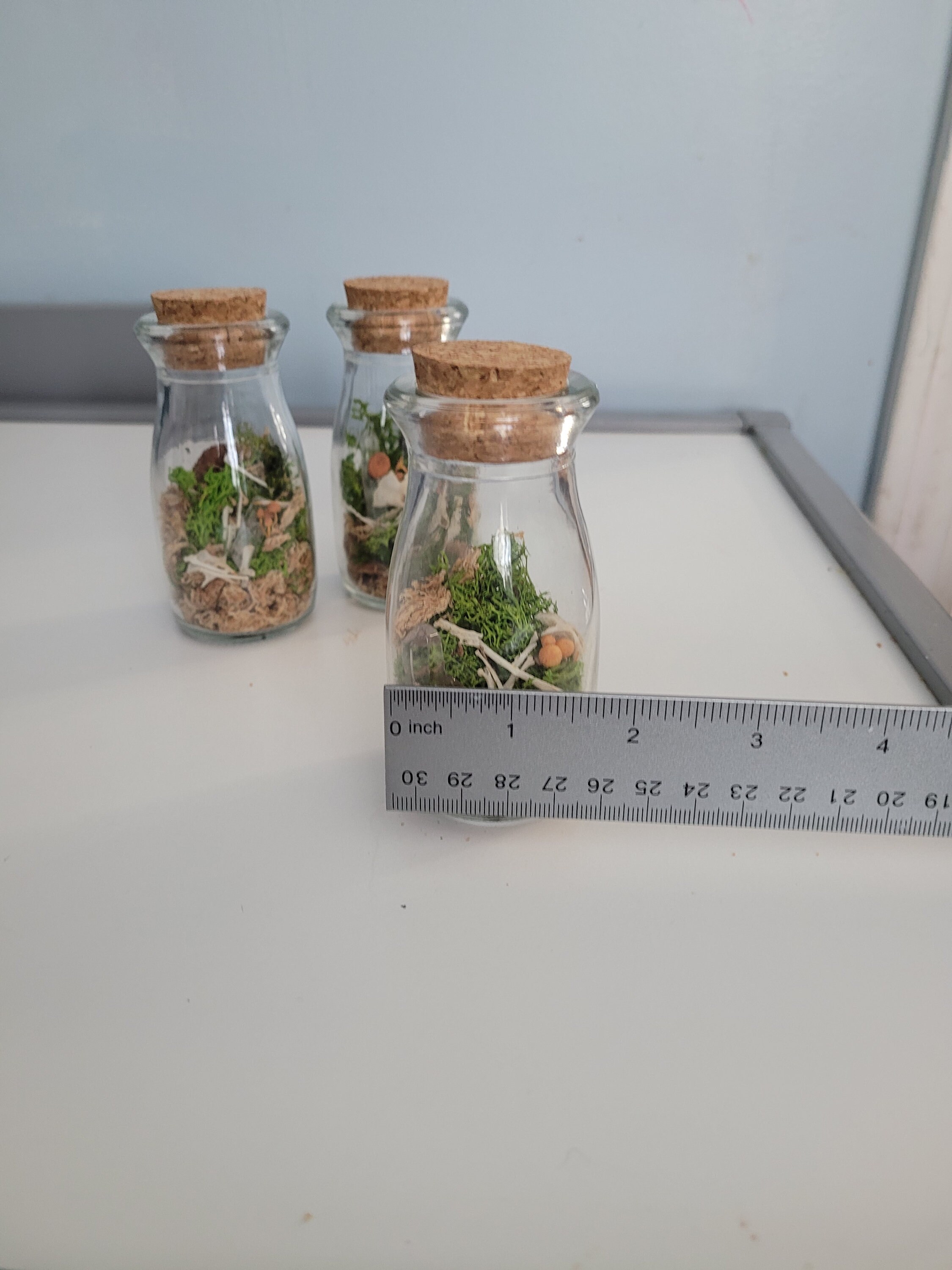 Real Bone & Skull Terrarium Oddities Jar Rodent Bone Moss Crystal ...