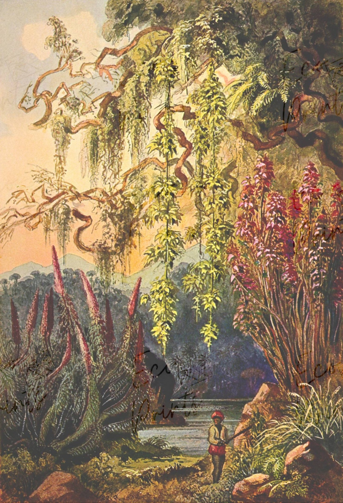 Vintage Jungle Print Tropical Print Vintage Forest Print - Etsy