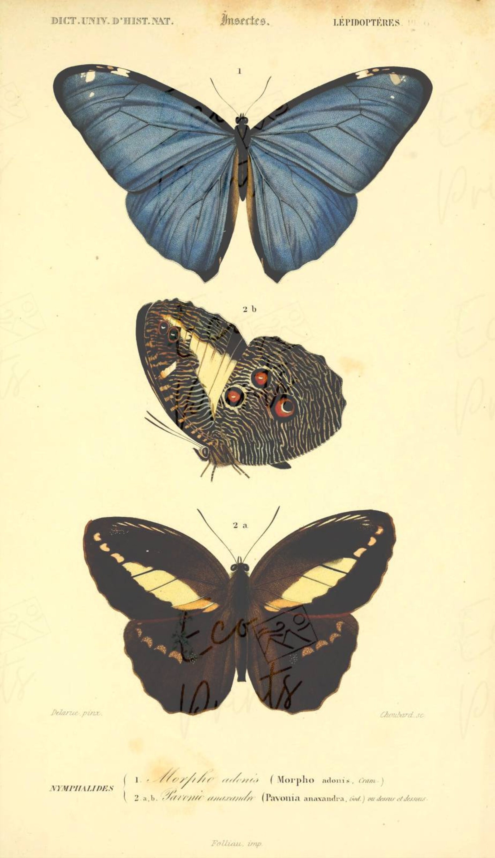 Vintage Butterfly Print Butterfly Poster Poster Office - Etsy