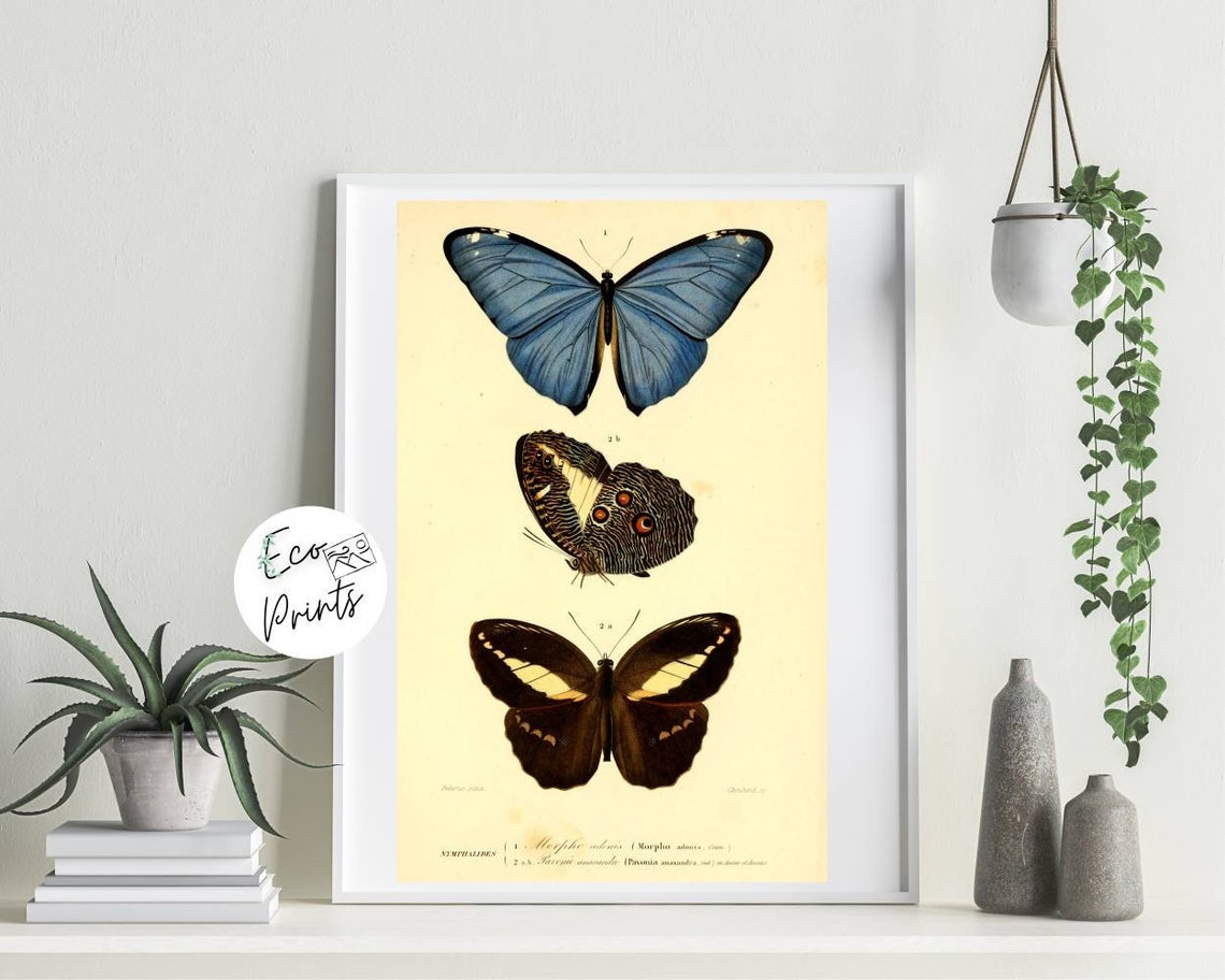 Vintage Butterfly Print Butterfly Poster Poster Office - Etsy