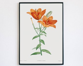 Tiger Lily Poster | Etsy