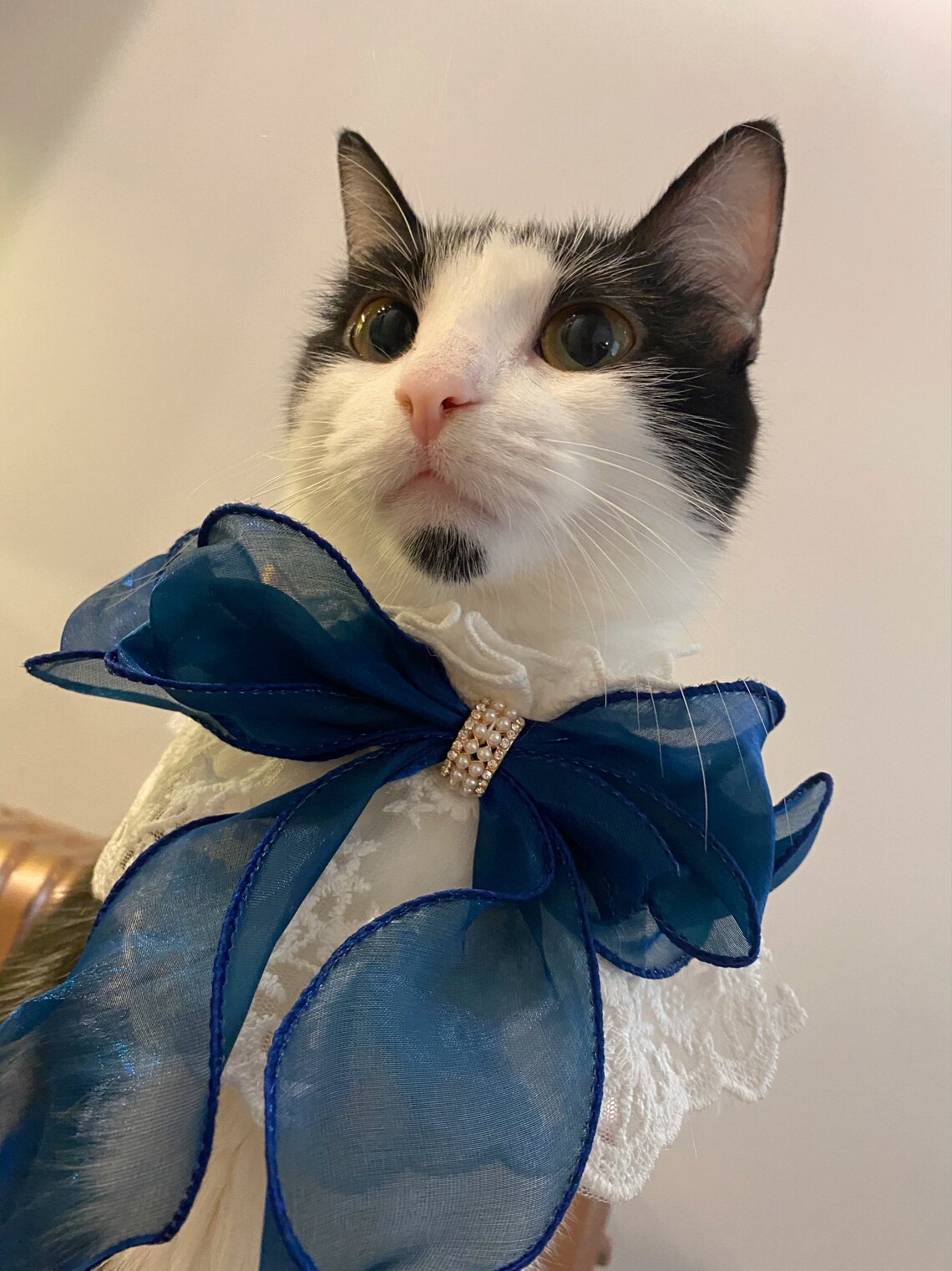 Blue Cat Lace Collar with Pearls | Etsy