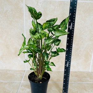 Syngonium Godzilla in 4 Pot Big Size Plants - Etsy
