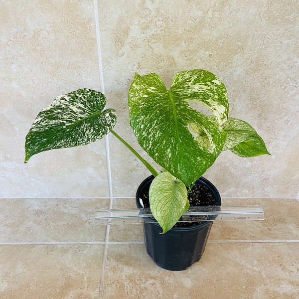 Monstera Mint Usa - Etsy