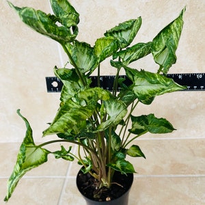 Syngonium Godzilla in 4 Pot Big Size Plants - Etsy