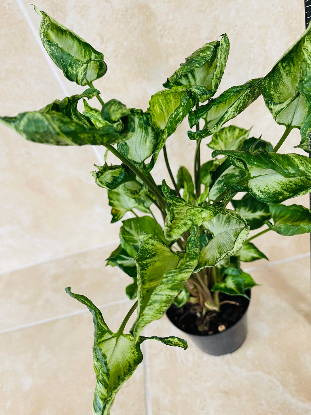 Syngonium Godzilla in 4 Pot Big Size Plants - Etsy