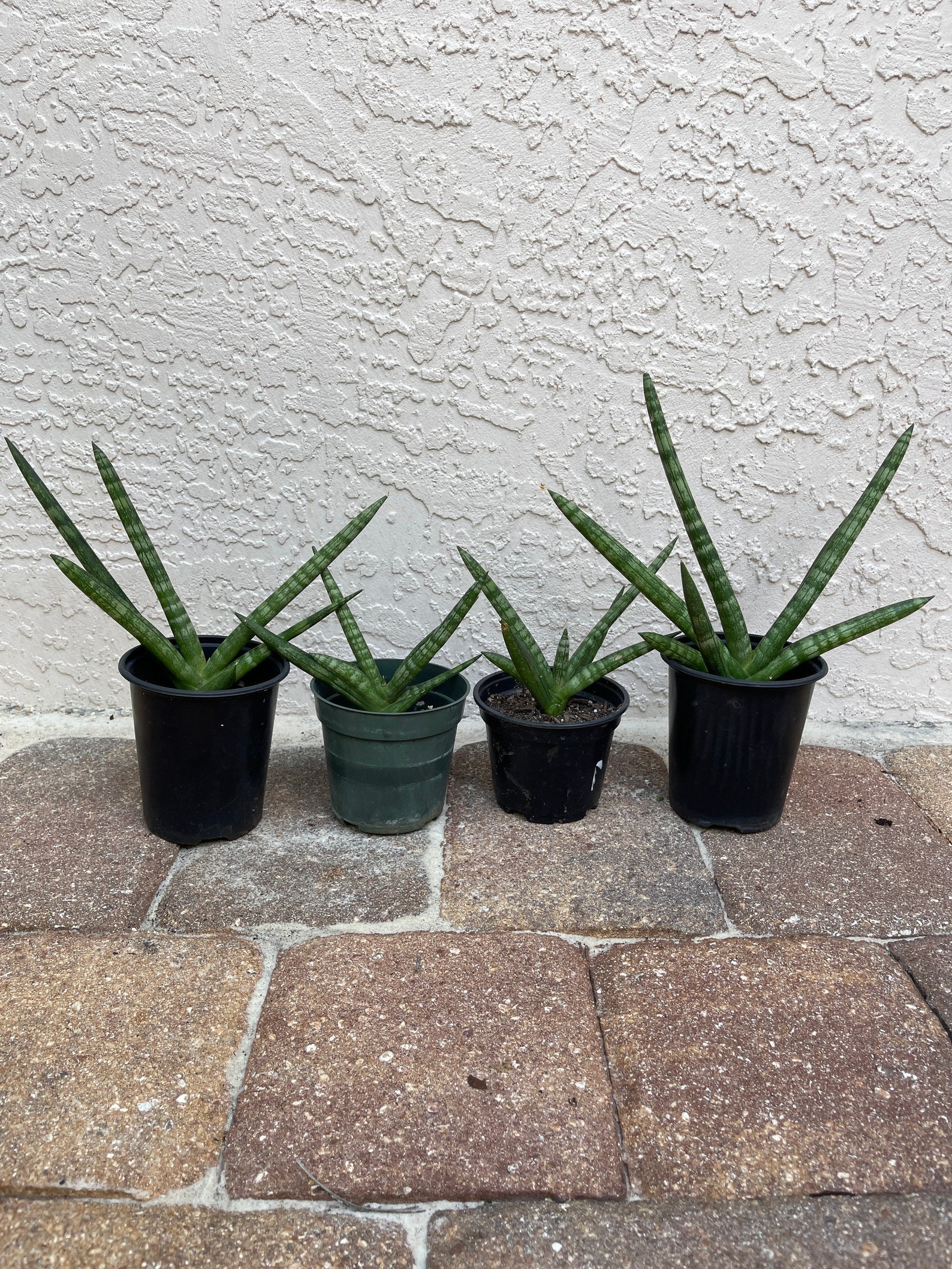 Sansevieria Boncel Starfish Snake Plant Rare - Etsy