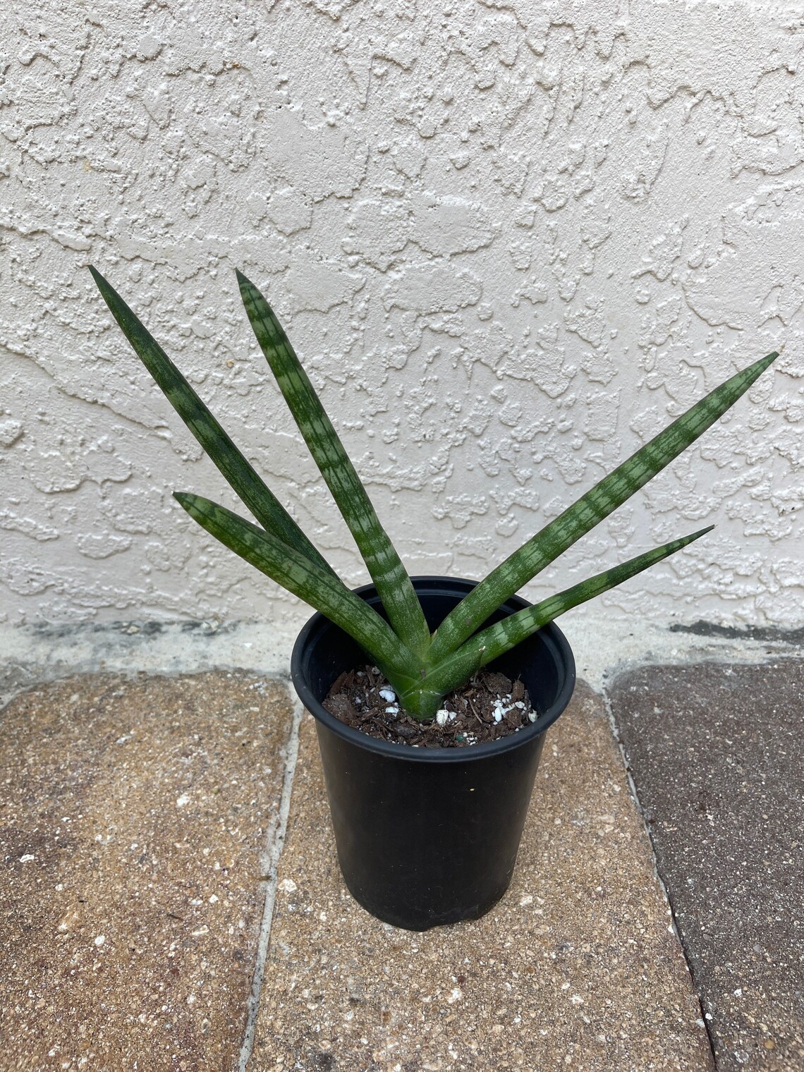 Sansevieria Boncel Starfish Snake Plant Rare - Etsy