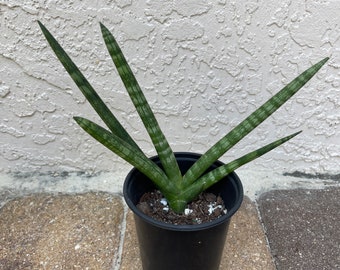 Snake Plant Starfish - Etsy