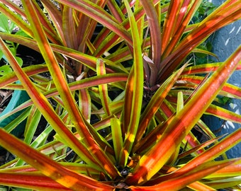 Bromeliad Ananas Lucida Red Spineless Pineapple - Etsy