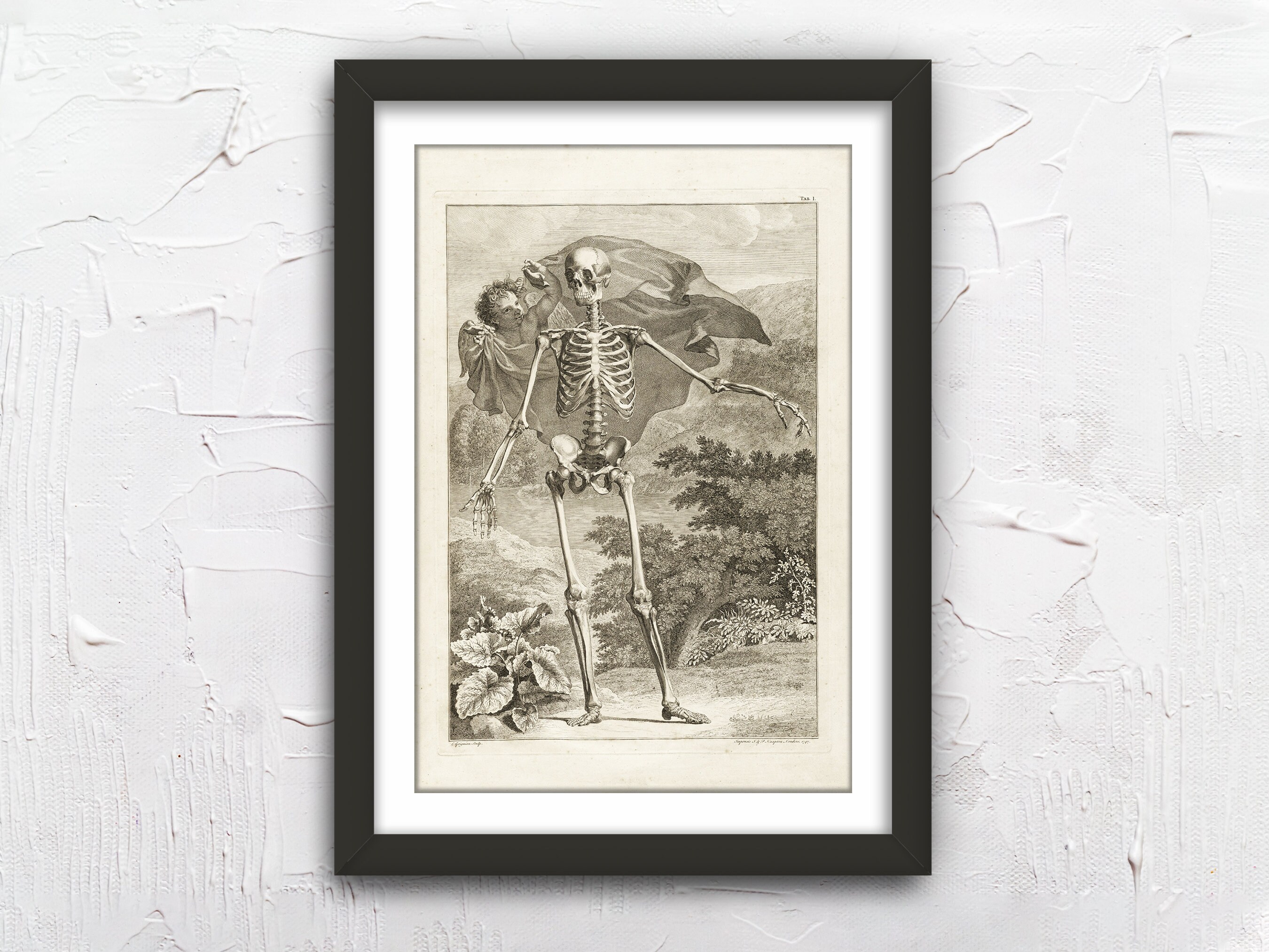 Vintage Skeleton Plate, Antique Skeleton Poster. Medical Student Gift ...