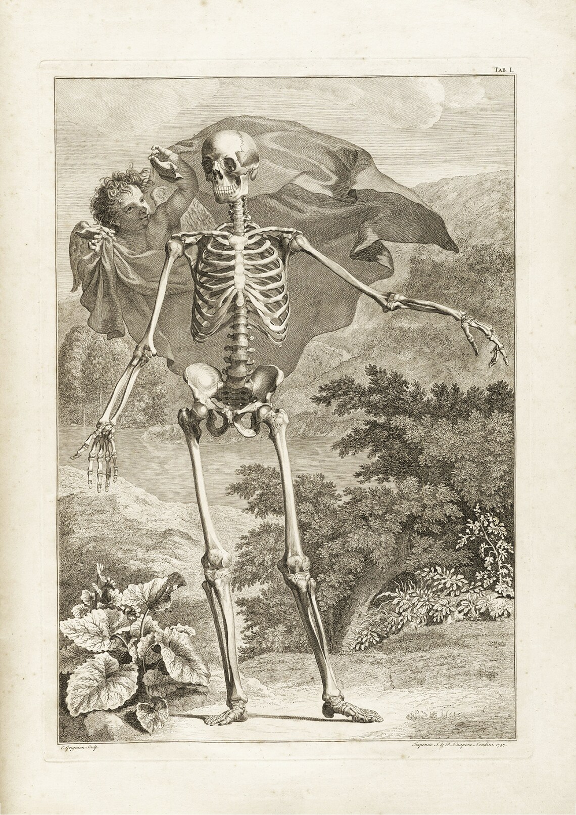 Vintage Skeleton Plate, Antique Skeleton Poster. Medical Student Gift ...