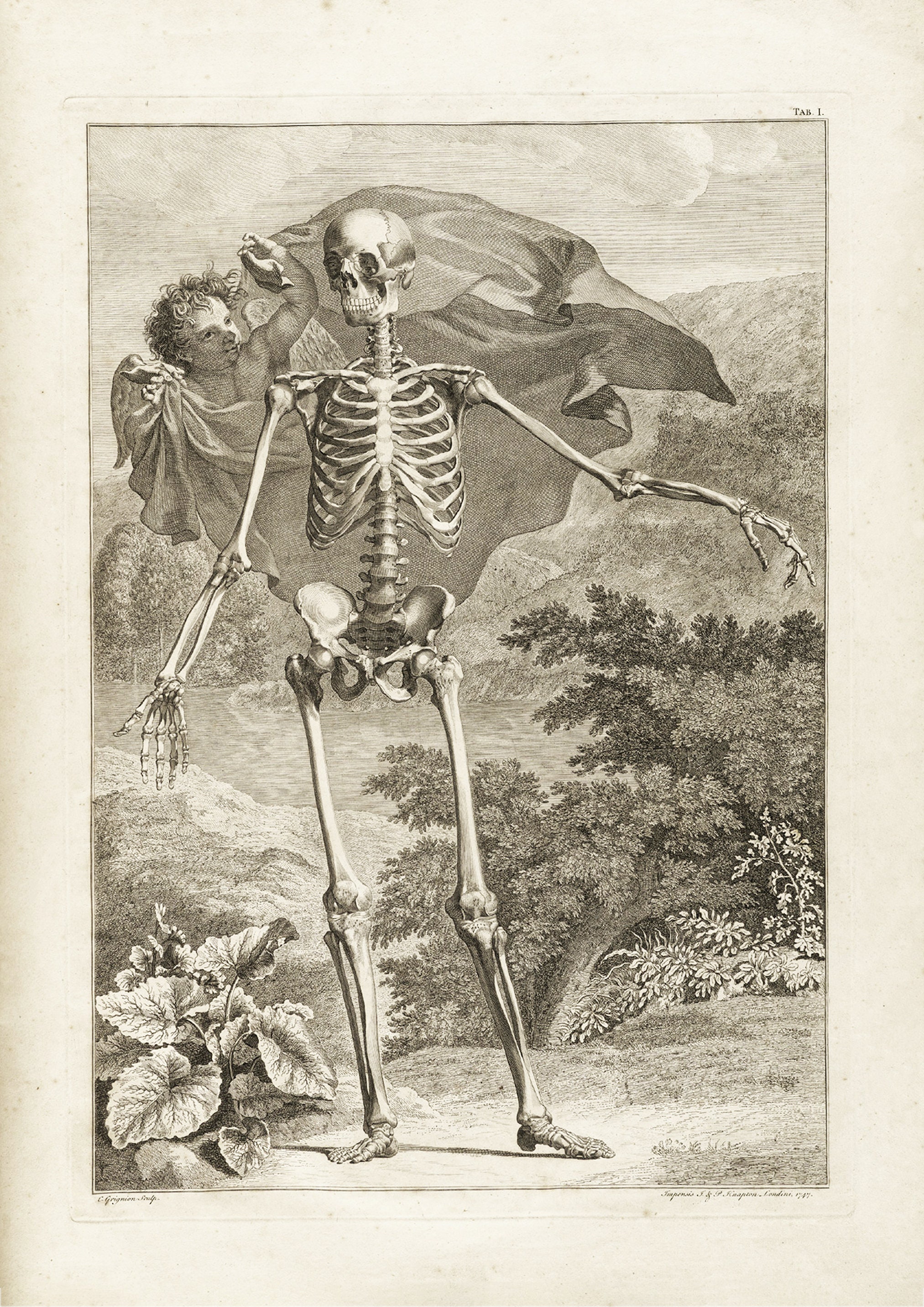 Vintage Skeleton Plate, Antique Skeleton Poster. Medical Student Gift ...