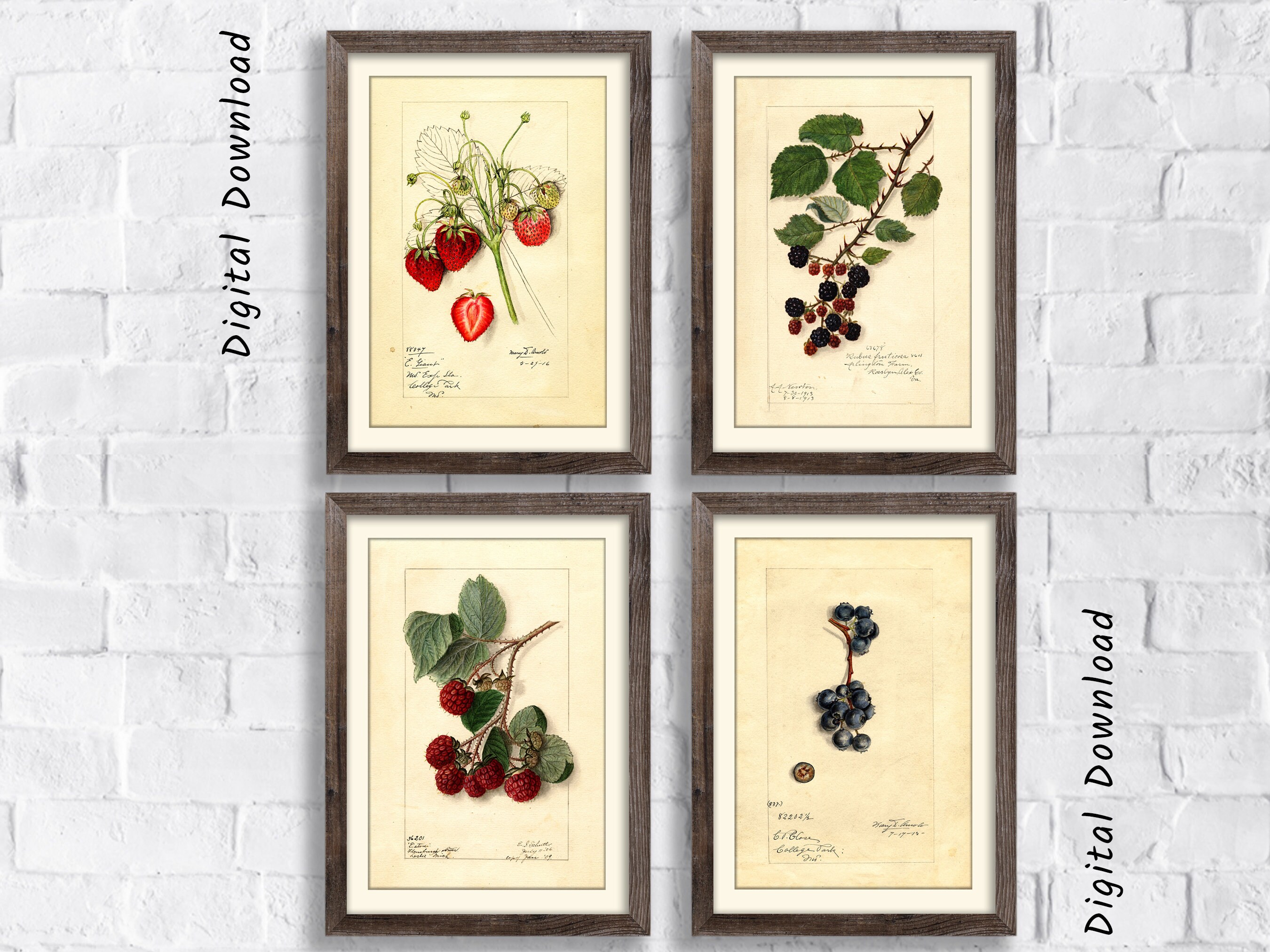 Digital Download, Fruits Watercolor Set of 4, Fruits Print, Fruits Wall ...