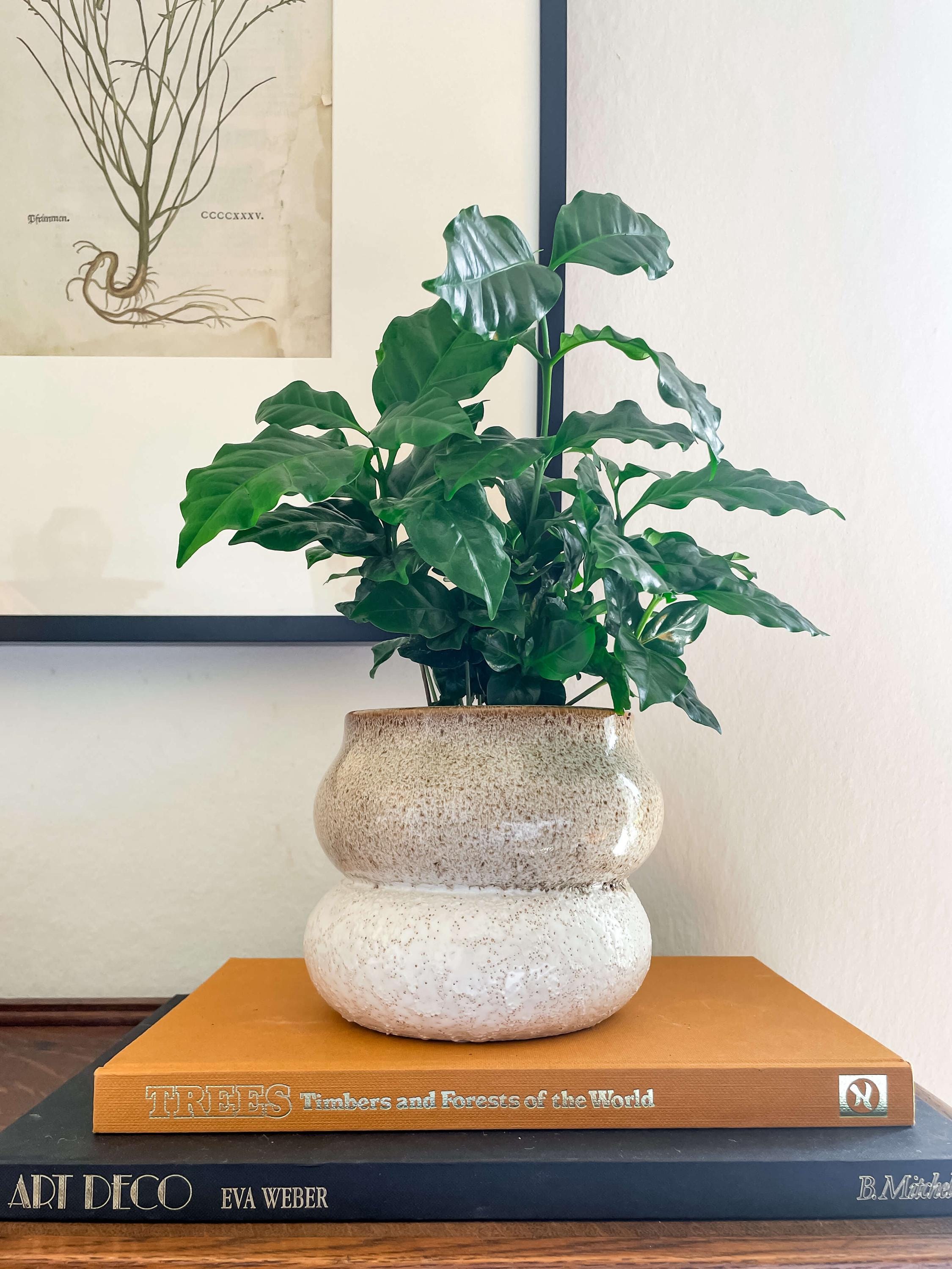 Ceramic Plant Pot Set of 3 With Drainage, Modern Sculptural Planters ...