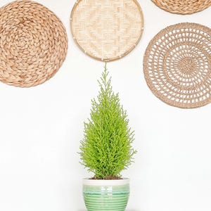 Willow Ceramic Indoor Planters, Glossy Green Color Plant Pot With ...
