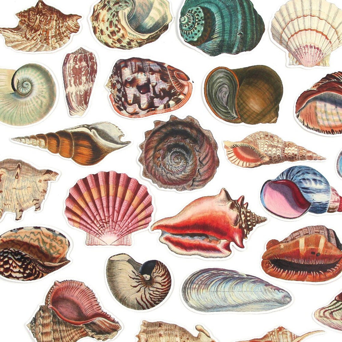 Vintage Conch Shell Stickers | Etsy